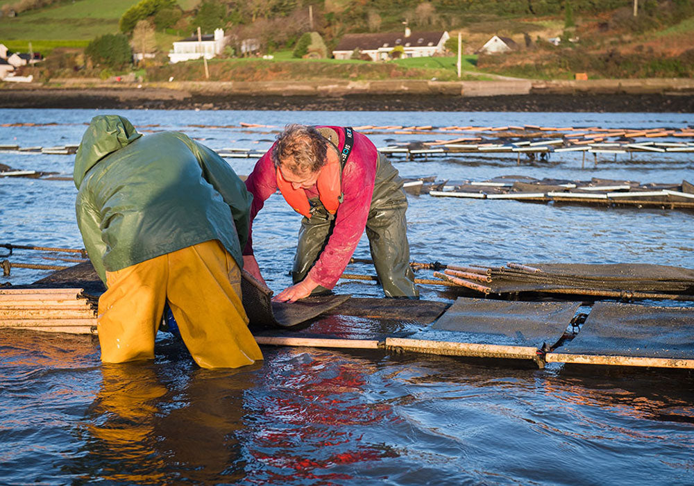 Rossmore Oyster Farm – Rossmore Oysters Ltd